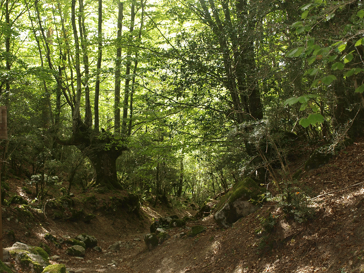 Belabarze. El bosque primigenio – Por los senderos de Basajaun