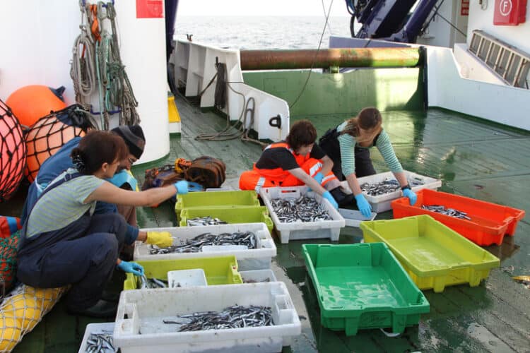 Comienza la campaña de pesca de anchoa y verdel con nuevos desafíos