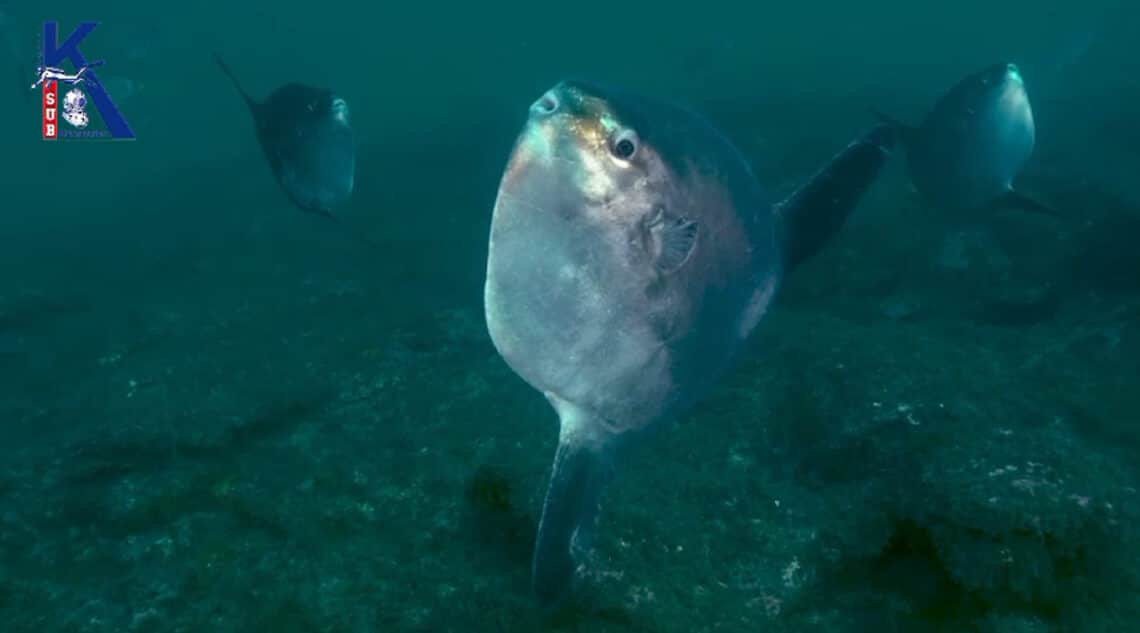 Vídeo de peces luna junto al Ratón de Getaria
