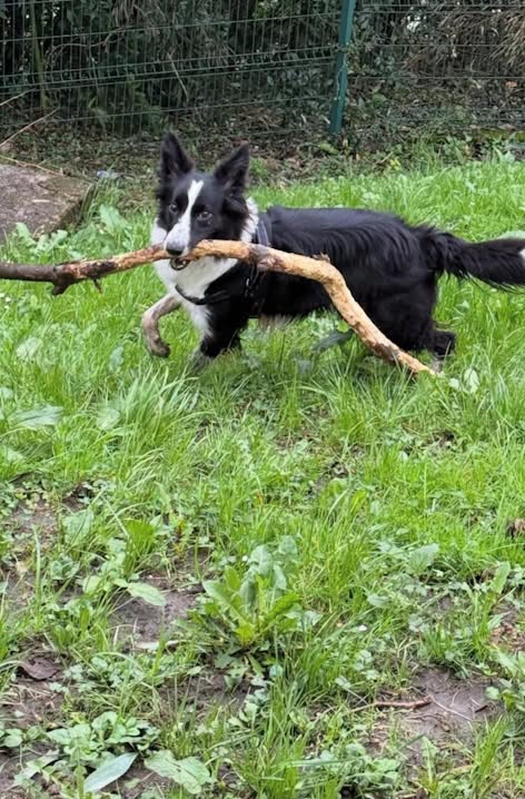 Ricky, una border collie joven y lista y cariñosa